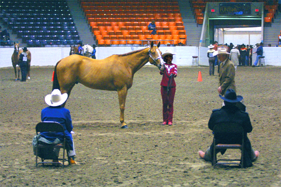 Showing It Off – Polishing Showmanship Skills | Equine Chronicle