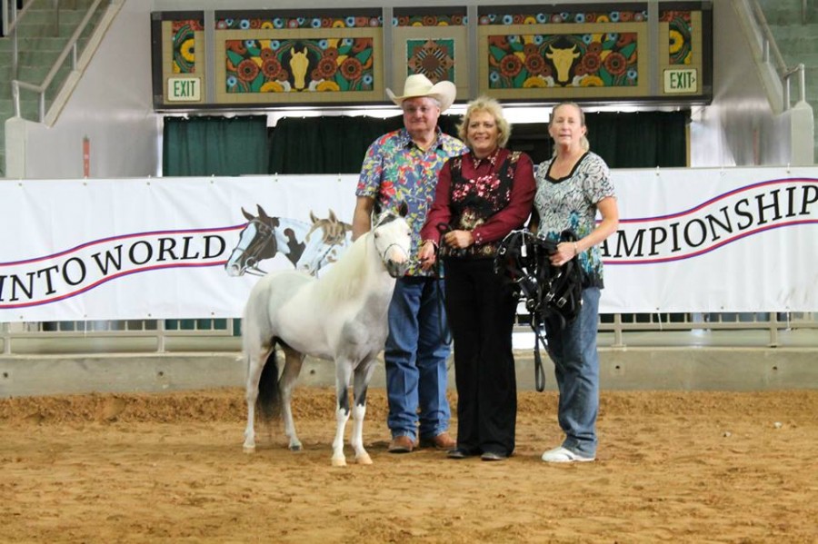 Day 4 Photos and Results From 2014 Pinto World Show | Equine Chronicle