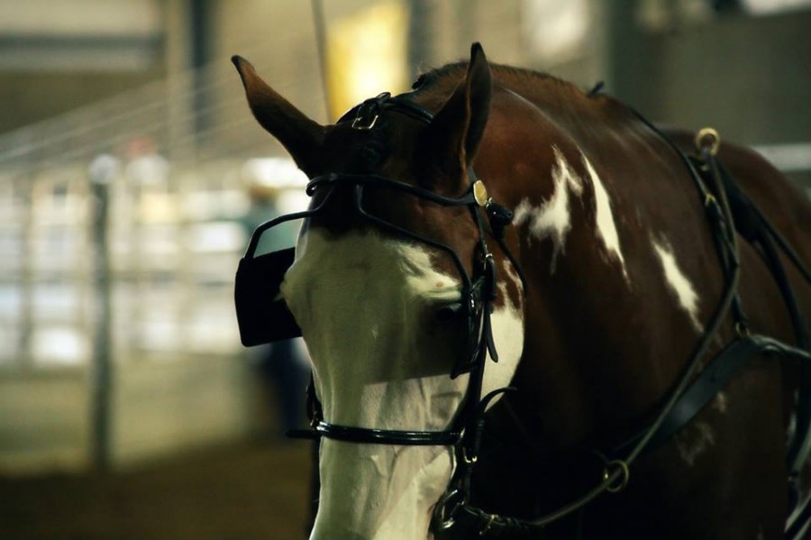 Day 3 Photos and Results From 2014 Pinto World Show | Equine Chronicle