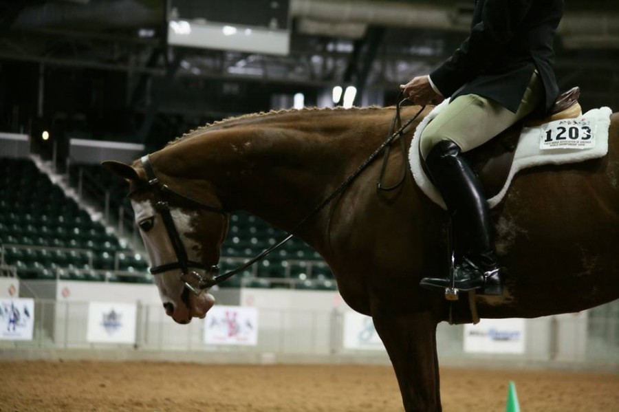 Day 3 Photos and Results From 2014 Pinto World Show | Equine Chronicle