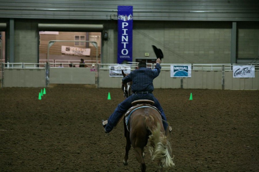 Day 11 Results and Photos From 2014 Pinto World Show | Equine Chronicle