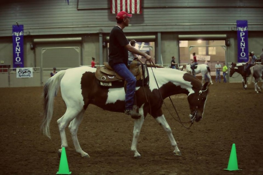 Day 3 Photos and Results From 2014 Pinto World Show | Equine Chronicle
