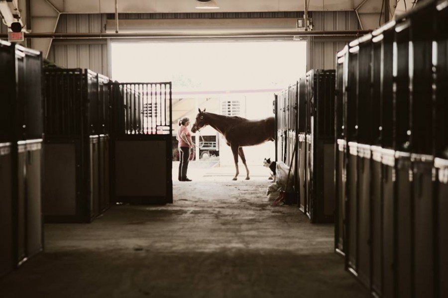 Day 1 Results and Photos From 2014 Pinto World Show | Equine Chronicle