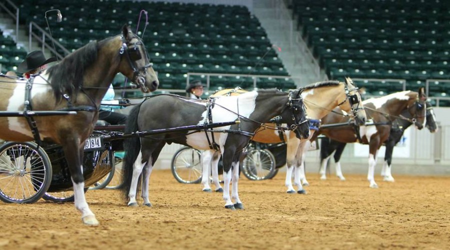 Day 9 Results and Photos From 2014 Pinto World Show | Equine Chronicle