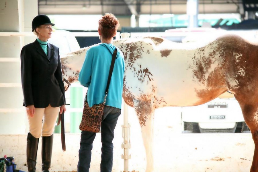 Day 3 Photos and Results From 2014 Pinto World Show | Equine Chronicle