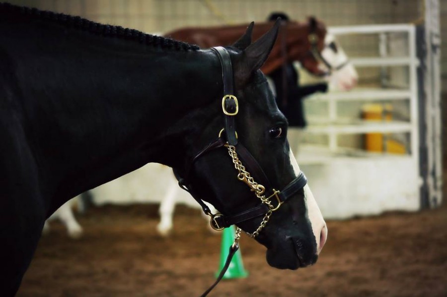 Day 1 Results and Photos From 2014 Pinto World Show | Equine Chronicle