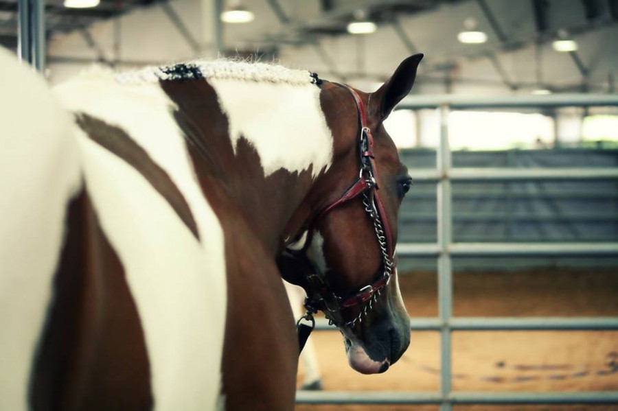 Day 1 Results and Photos From 2014 Pinto World Show | Equine Chronicle