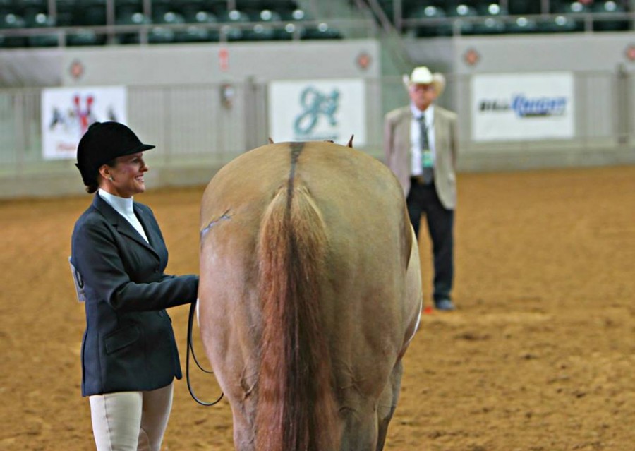 Day 1 Results and Photos From 2014 Pinto World Show | Equine Chronicle