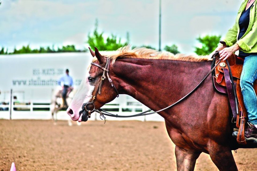 Day 9 Results and Photos From 2014 Pinto World Show | Equine Chronicle