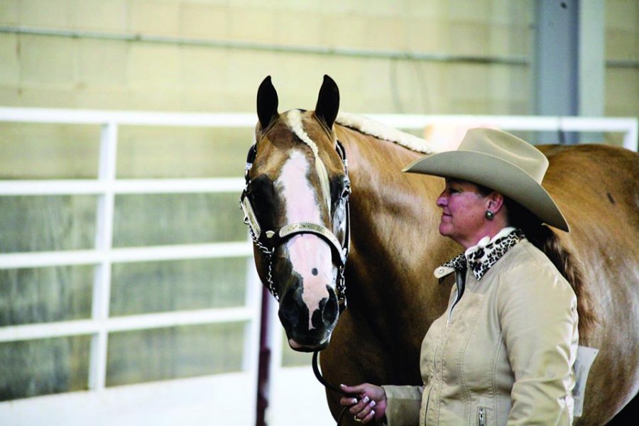 Day 9 Results and Photos From 2014 Pinto World Show | Equine Chronicle