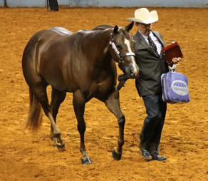 Three-Year-Old Mare and Gelding Wins Go To Ted Turner With Lookin For ...