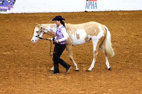 Kennedy and Distad Win Gold and Silver Yearling Longe Line at 2014 APHA ...