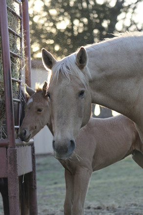 Breeding Season Prep Basics: Mares | Equine Chronicle