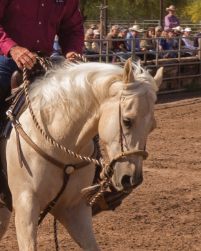 Understanding The Hackamore | Equine Chronicle