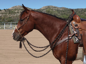 Understanding The Hackamore | Equine Chronicle