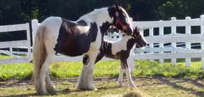Retained Placenta Causes Post-Foaling Emergency | Equine Chronicle