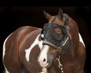 Could a Light Mask Help Your Mare Cycle Early and Foal on Time? Your ...