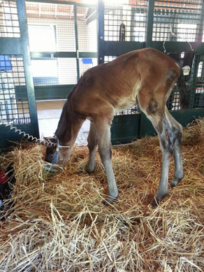 Dangers of the Dreaded Red Bag Delivery | Equine Chronicle