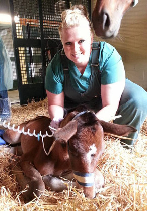 Dangers of the Dreaded Red Bag Delivery | Equine Chronicle