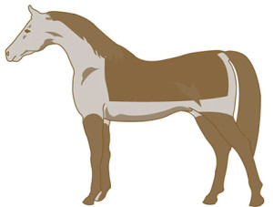 Tips For Fall Clips From a Horse Grooming Expert | Equine Chronicle