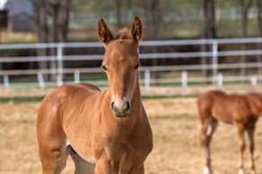 Feeding Foals After Weaning | Equine Chronicle