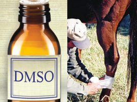 DMSO – So Many Ways To Help Your Horse | Equine Chronicle