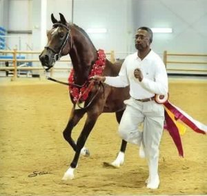 Two Horse Industry Vets Honored With Trainer of the Year Titles ...