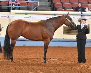 Review AQHA World Show Performance Halter Eligibility | Equine Chronicle