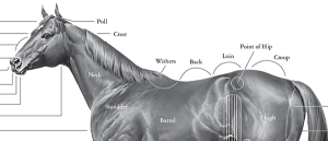 AQHA: Download Free Conformation Chart | Equine Chronicle