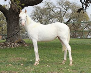 Two New Paint Pattern Discoveries Help Keep Color in the Breed | Equine ...