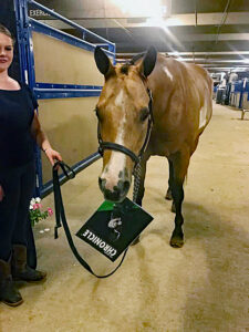 EC Photo of the Day – The Best Reading Material | Equine Chronicle