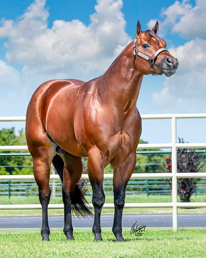 East Coast Halter Futurity Stallion Service Auction Deadline ...