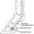 Functional Anatomy of the Horse Foot | Equine Chronicle