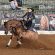 Six-Figure Bids Break Records at NRHA Markel Futurity Sales | Equine ...
