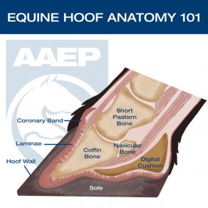 Hoof Wall of the Horse | Equine Chronicle