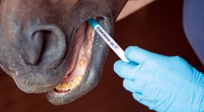 Equine Sedation: A Guide for Horse Owners | Equine Chronicle