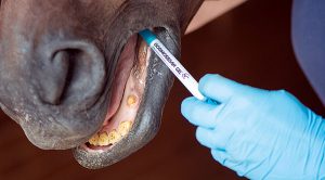 Equine Sedation: A Guide for Horse Owners | Equine Chronicle
