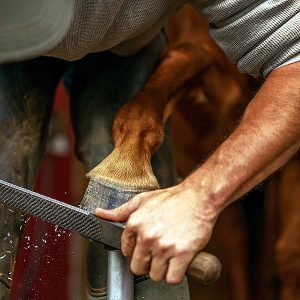 Equine Sedation: A Guide for Horse Owners | Equine Chronicle