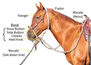 Types of Bitless Bridles: Traditional Hackamore | Equine Chronicle