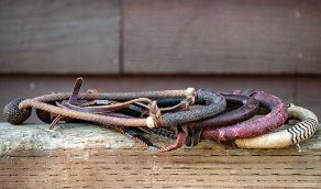 Types of Bitless Bridles: Traditional Hackamore | Equine Chronicle