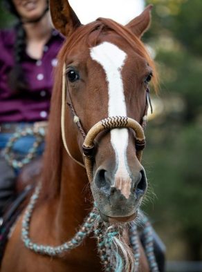 Types of Bitless Bridles: Traditional Hackamore | Equine Chronicle